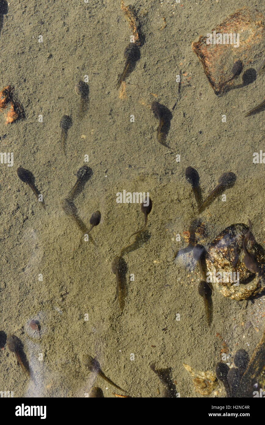 Black tadpoles hi-res stock photography and images - Alamy