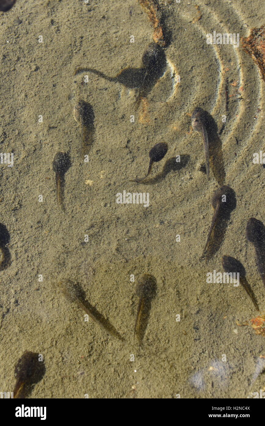 Tadpoles in lake hi-res stock photography and images - Alamy