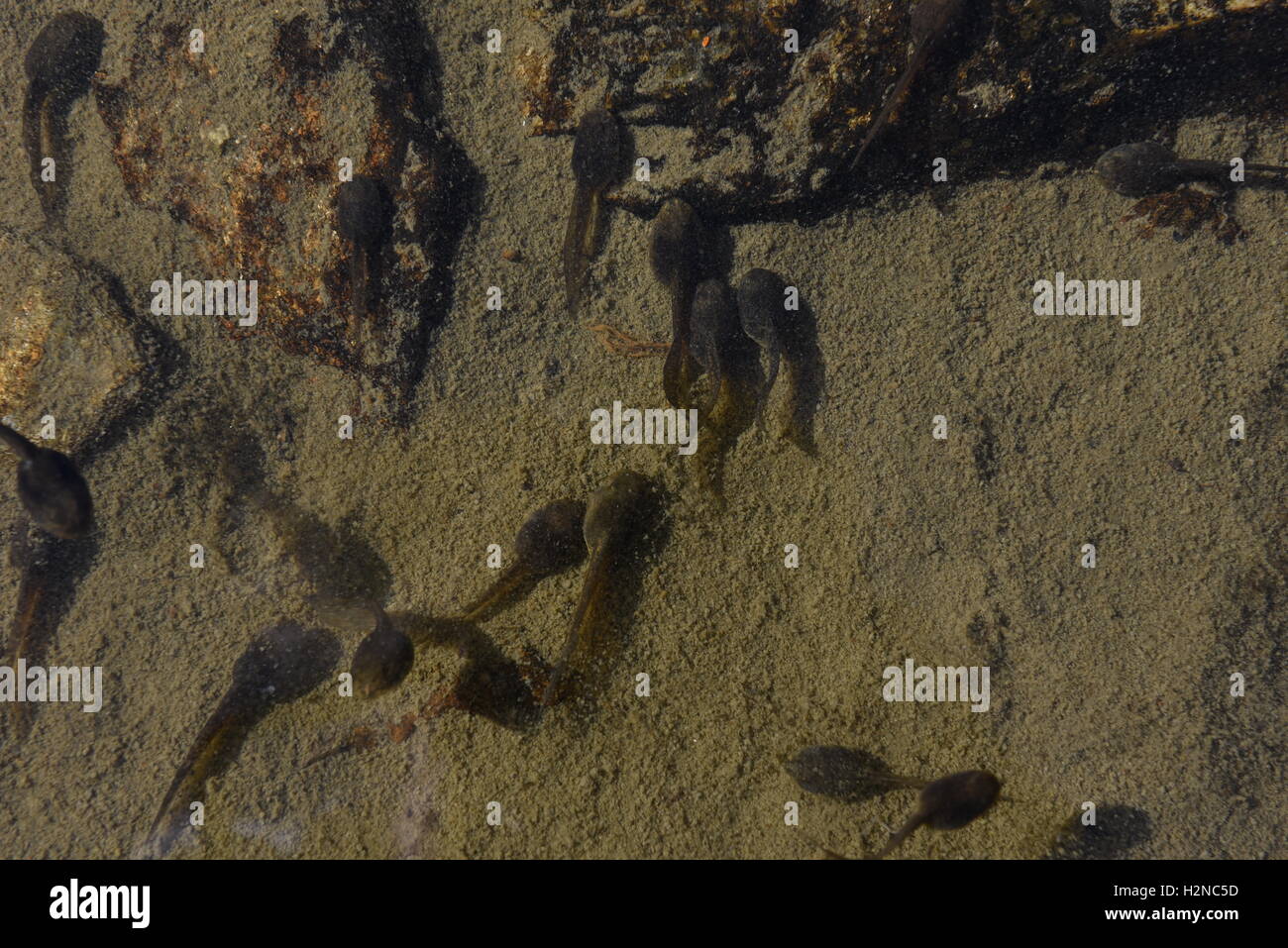 Tadpoles in lake hi-res stock photography and images - Alamy