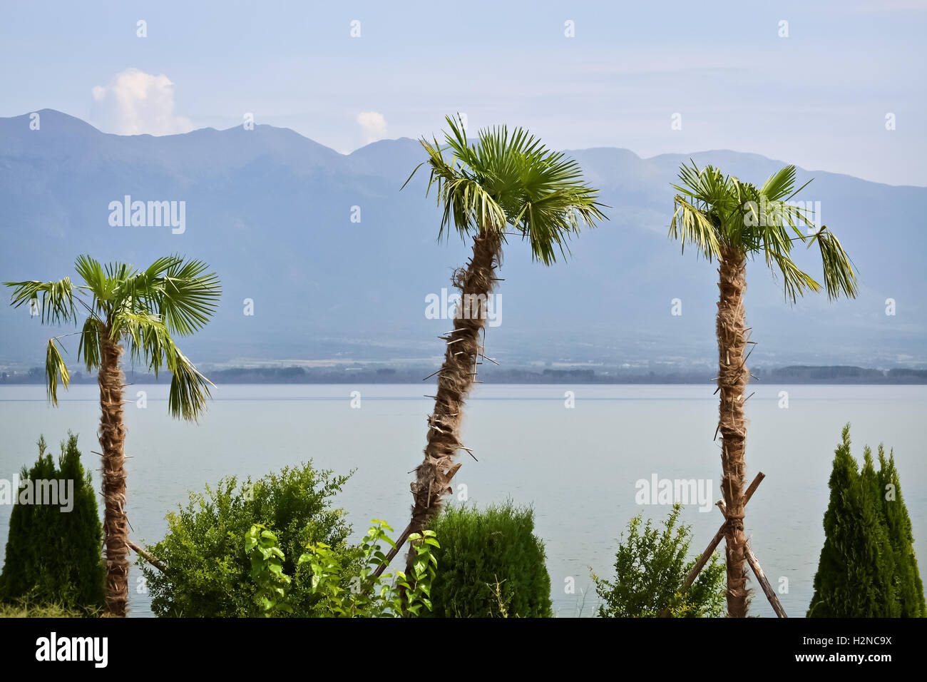 Three palm trees by the sea in a beautiful summer day Stock Photo - Alamy