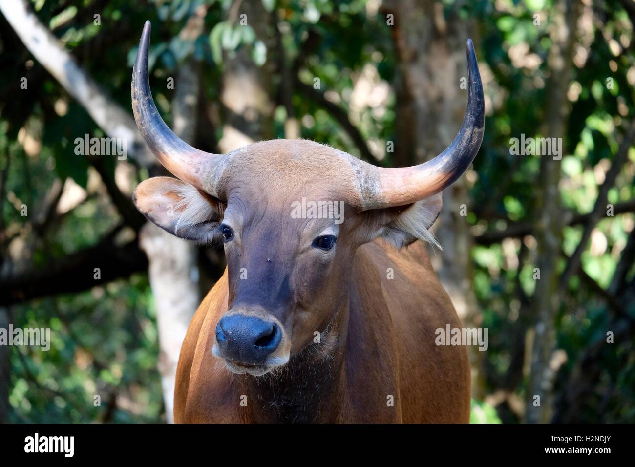 Beautiful young ox at Chiang Mai national Prak Stock Photo - Alamy