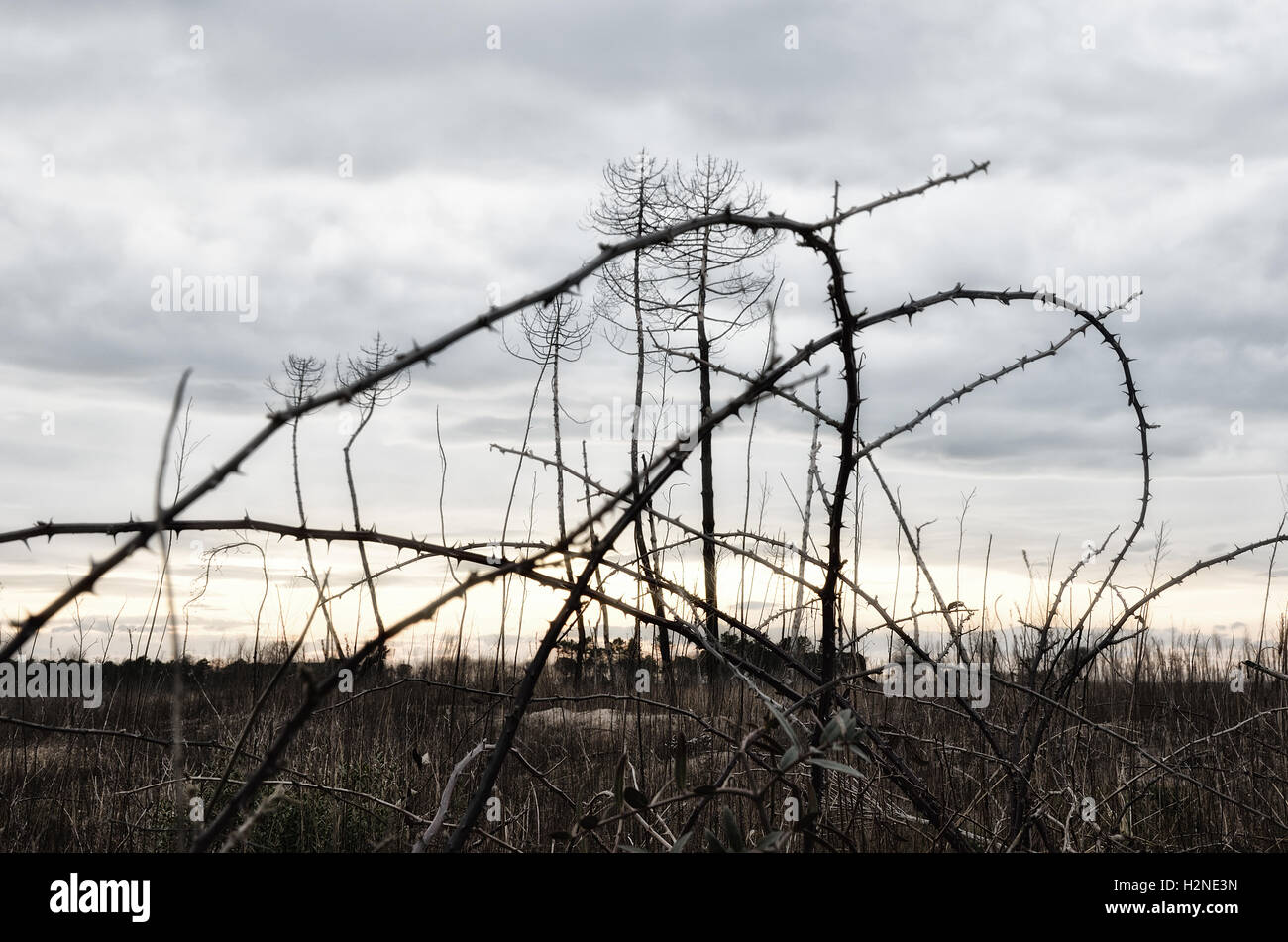 Brambles hi-res stock photography and images - Alamy