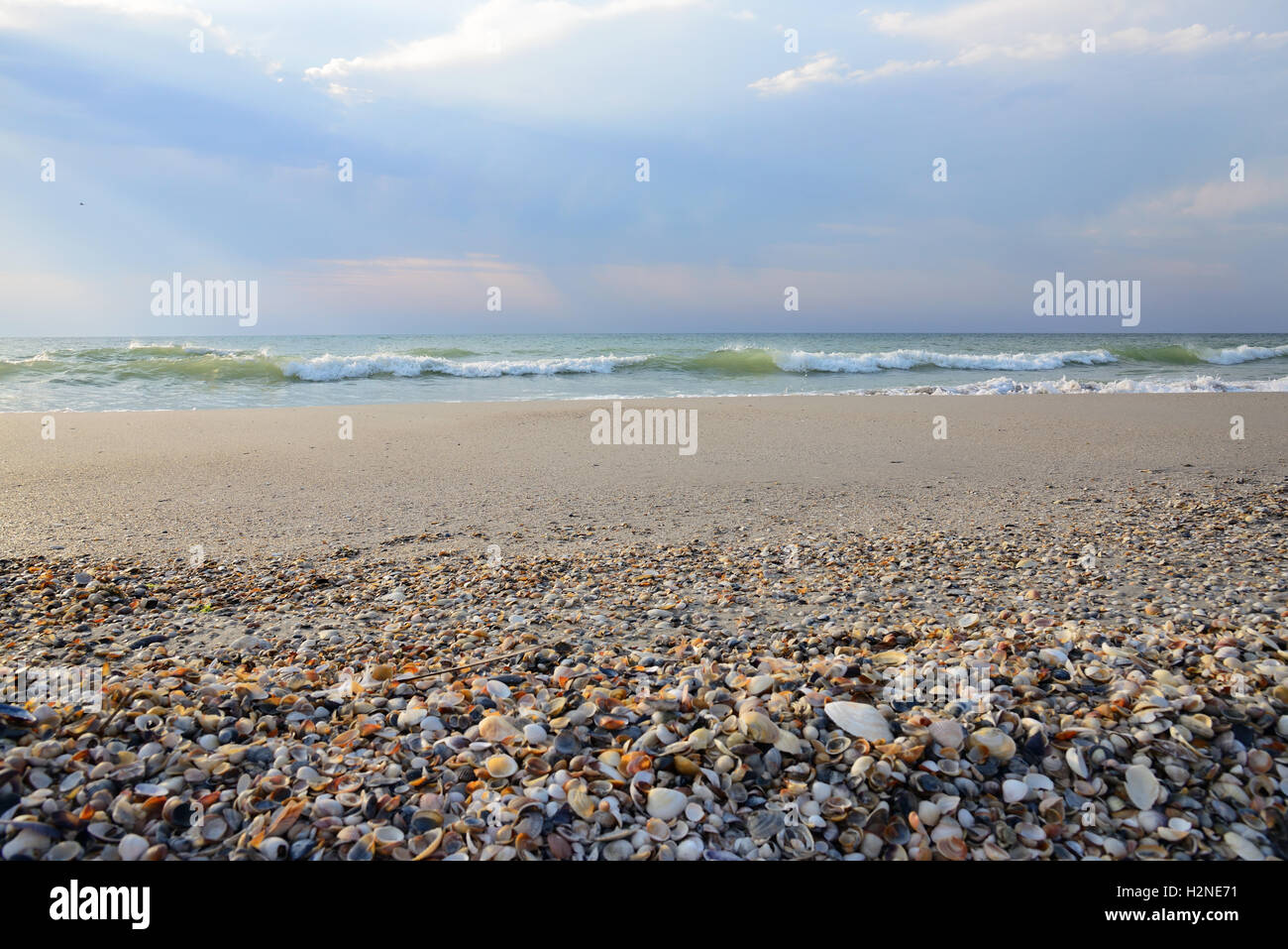 Shell shelly sand hi-res stock photography and images - Alamy