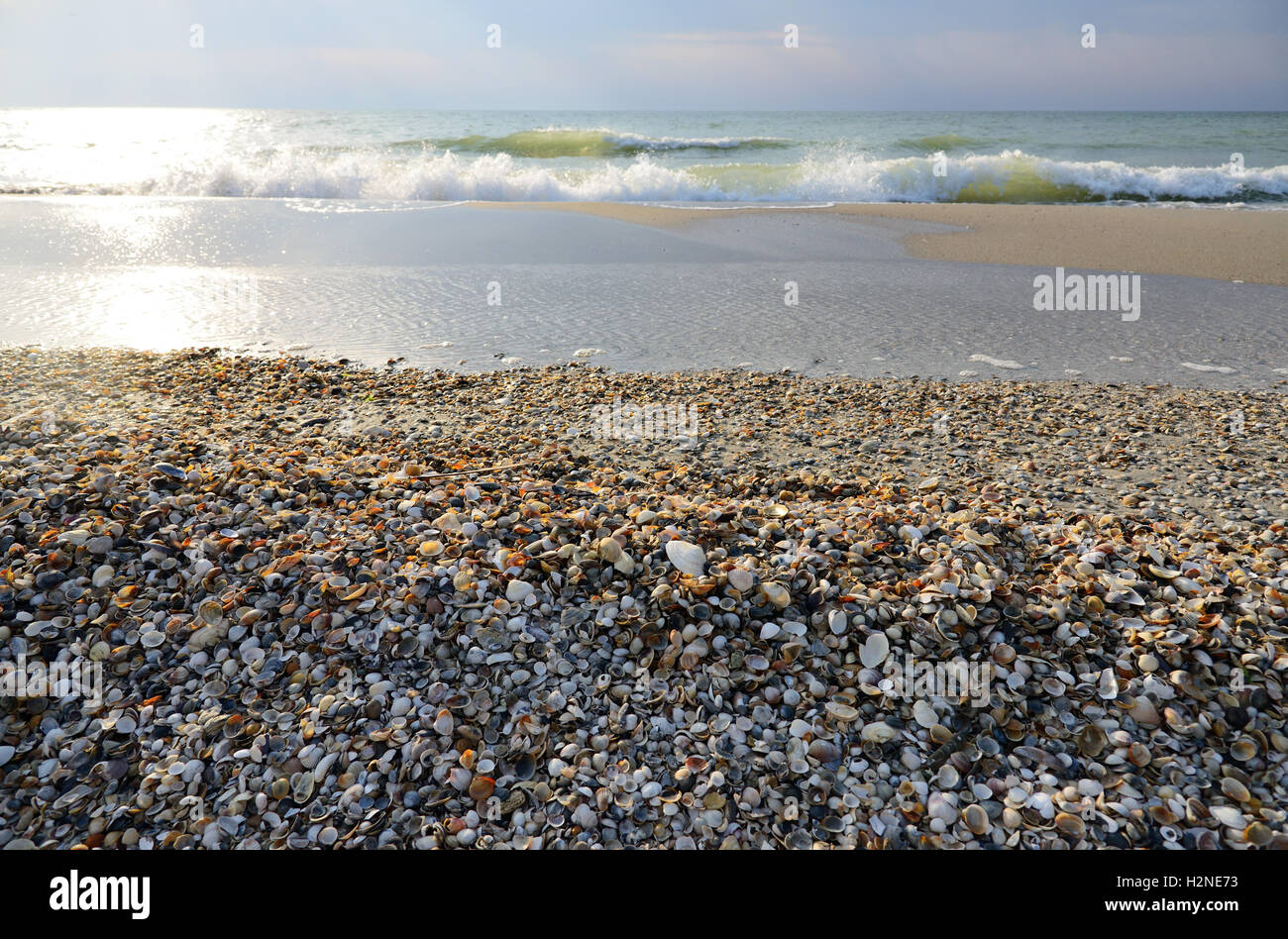 Shell shelly sand hi-res stock photography and images - Alamy