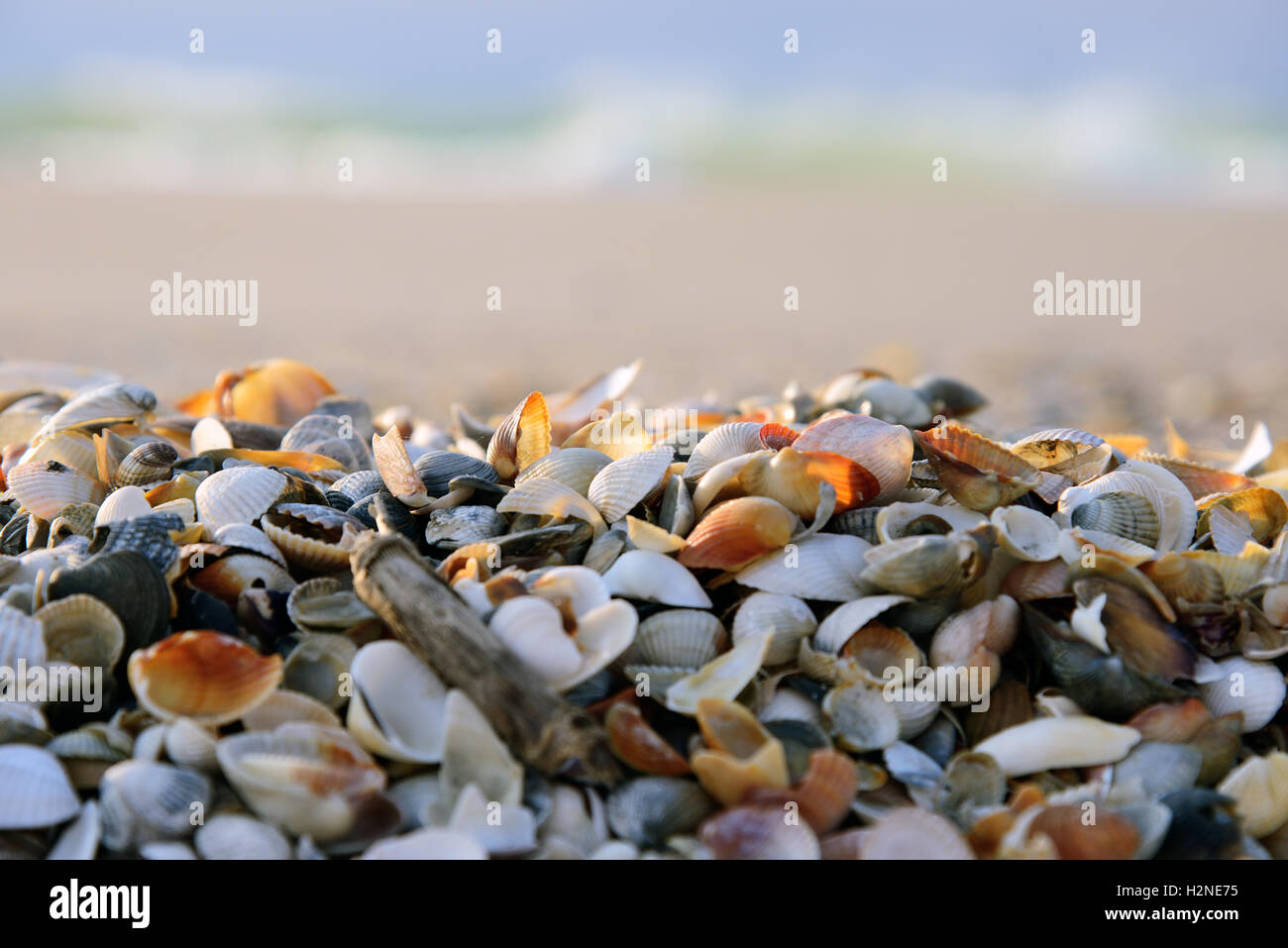 Shell shelly sand hi-res stock photography and images - Alamy
