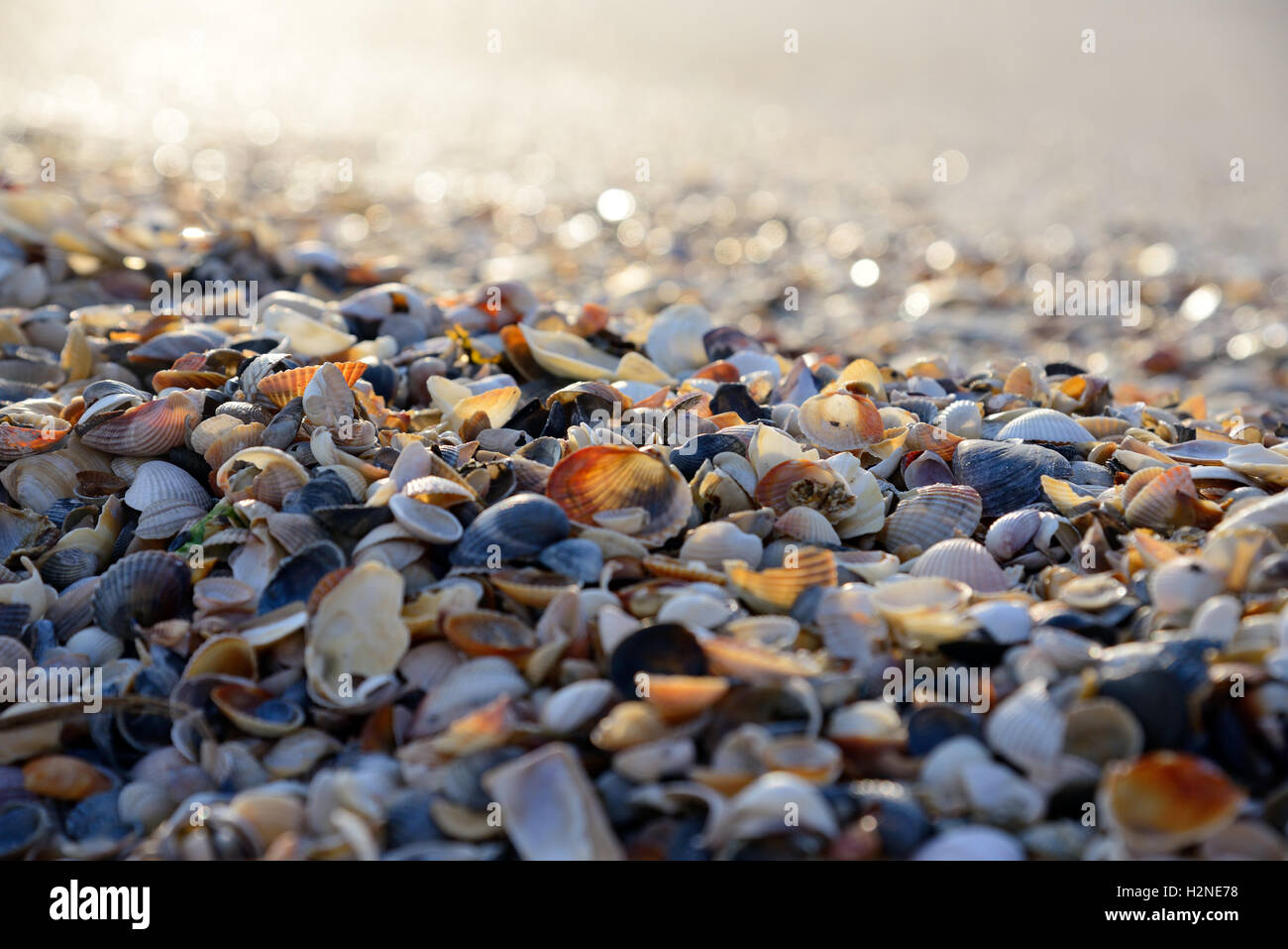 Shell shelly sand hi-res stock photography and images - Alamy