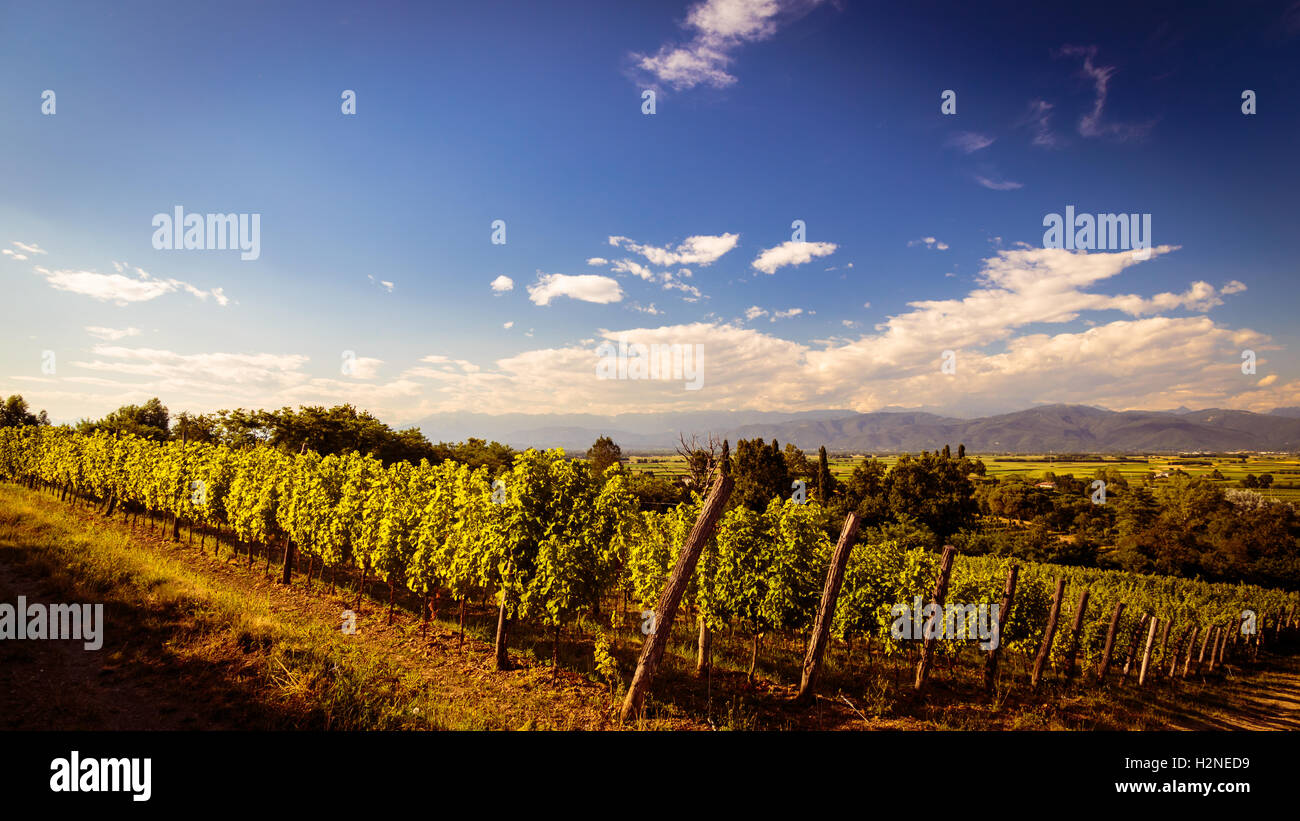 grapevine cultivation in the italian countryside in a stormy summer day ...