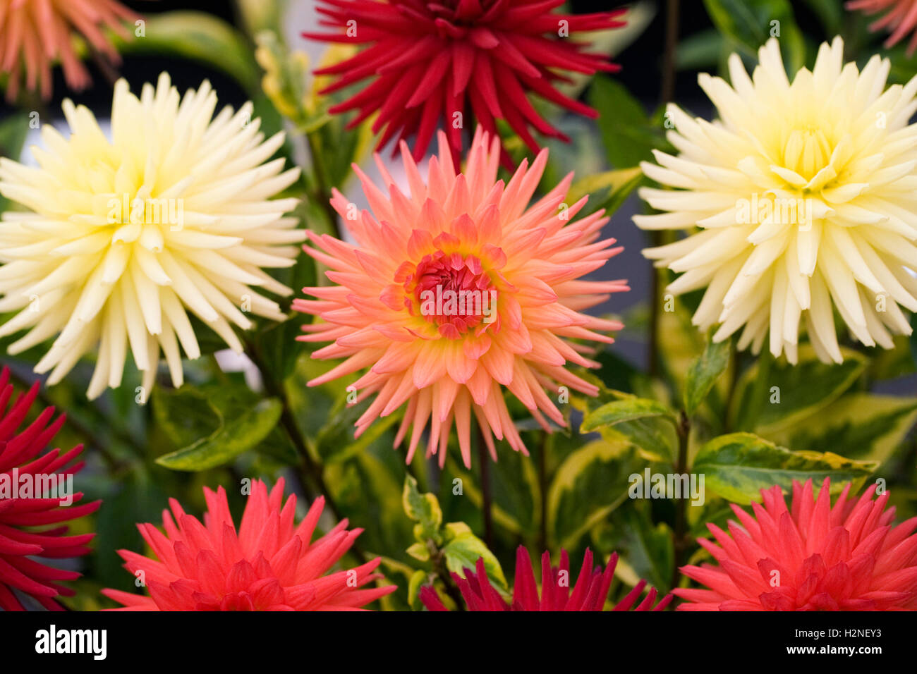 Cactus Dahlia display Stock Photo - Alamy