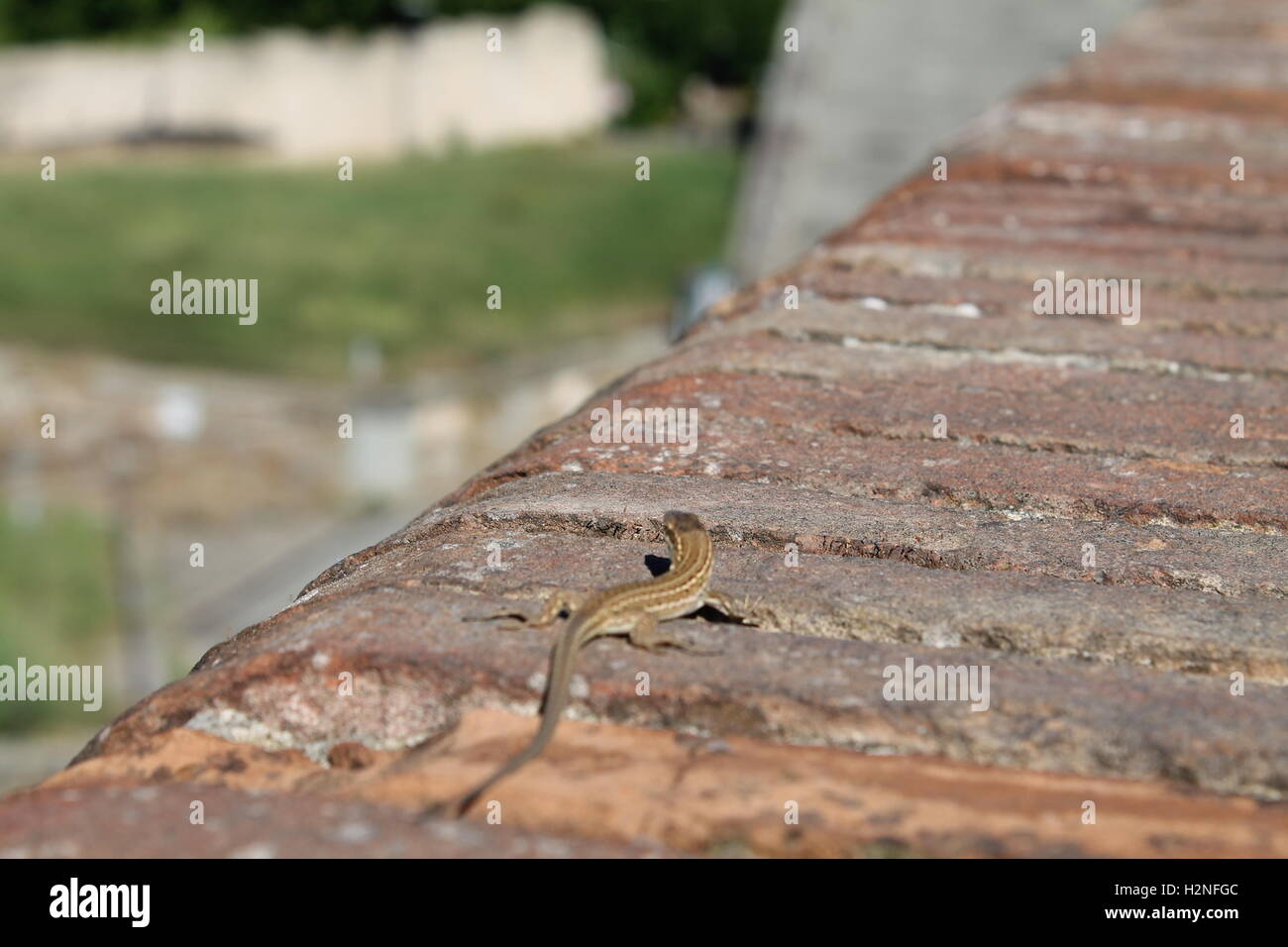 Tiny Italian lizard crawling along a brick wall Stock Photo - Alamy