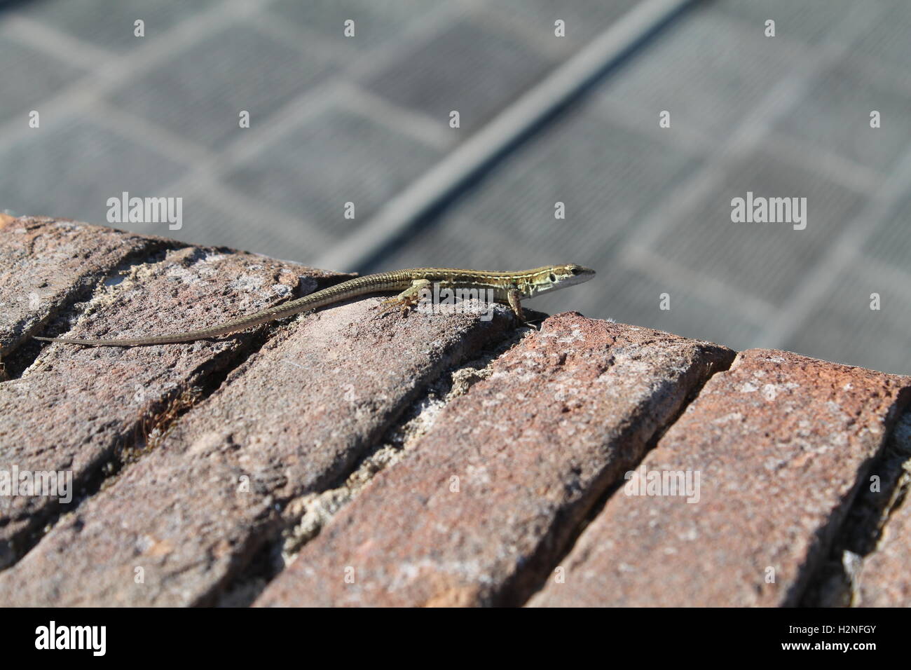 Tiny Italian lizard on a brick wall Stock Photo - Alamy