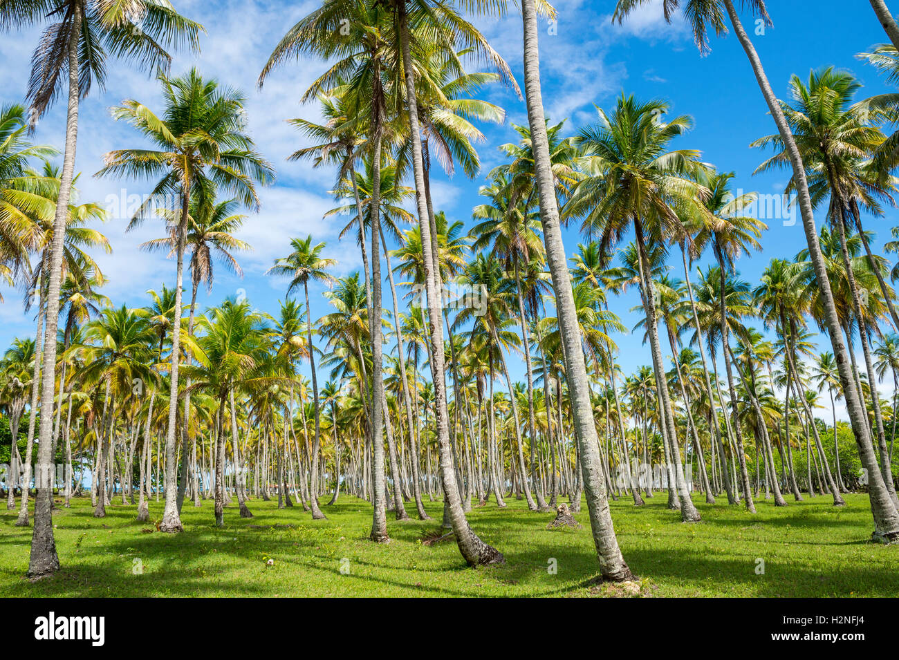 Bright grove of tall palm trees in a plantation on the Coconut Coast in ...