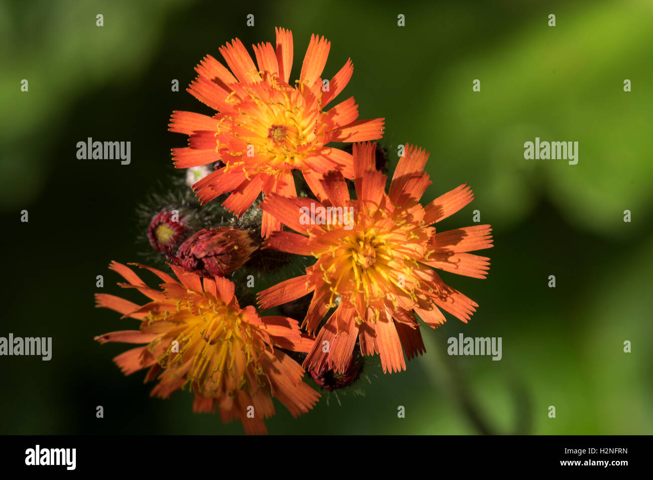 Pilosella aurantiaca, Orange Hawkweed or Fox-and-Cubs, growing in a ...