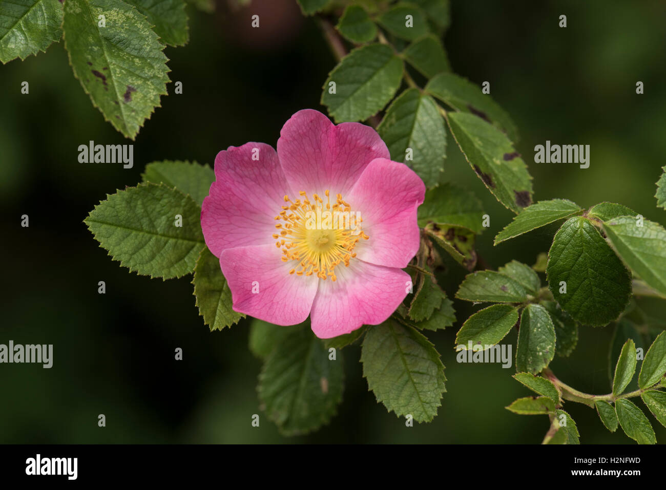 Rosa rubiginosa, Sweet-briar Rose, growing on chalk downland, Surrey ...