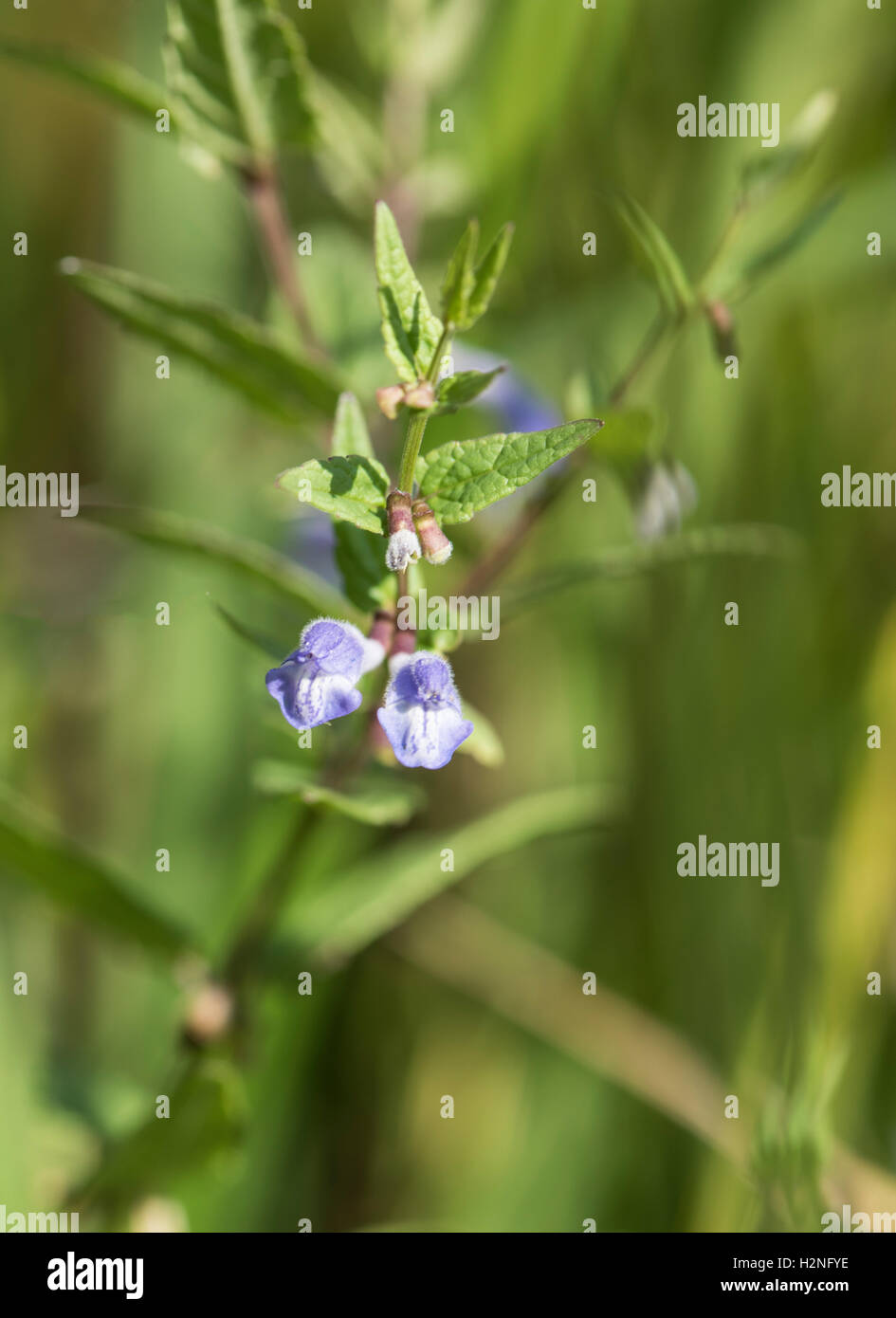Scutellaria galericulata, Common Skullcap, growing in a woodland glade ...