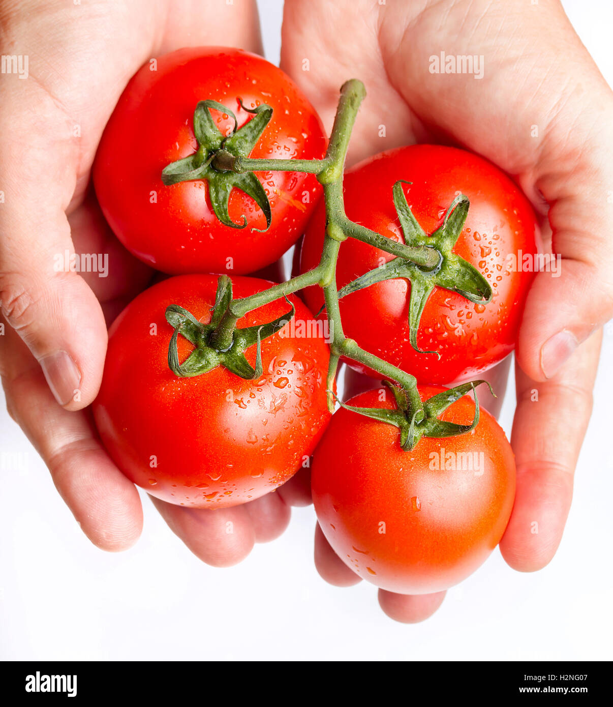 Holding fresh red tomatoes just picked from the vines Stock Photo - Alamy