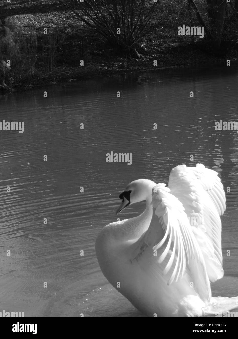 A beautiful shape Black and White Stock Photos & Images - Alamy
