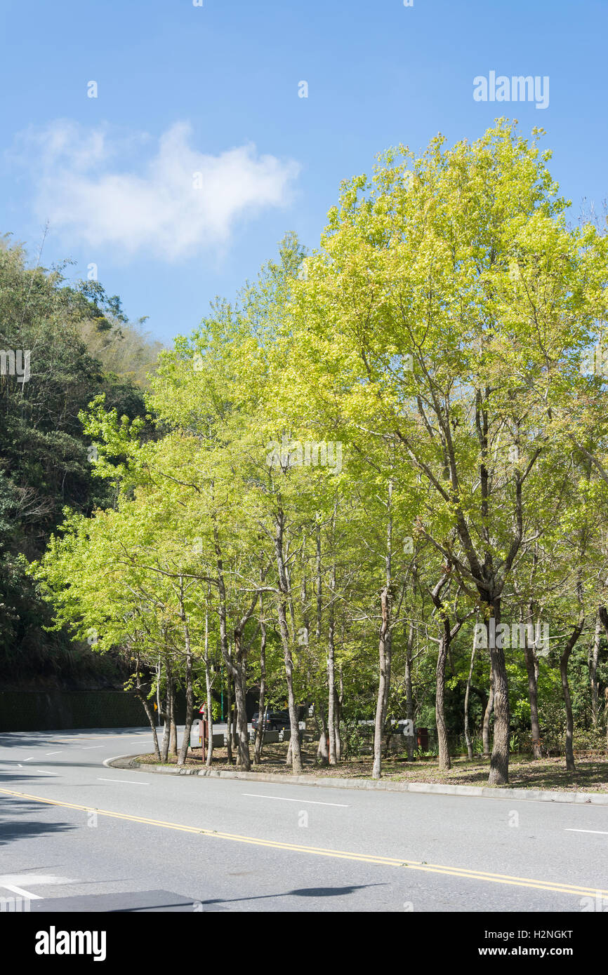 Green tree in spring with road Stock Photo - Alamy