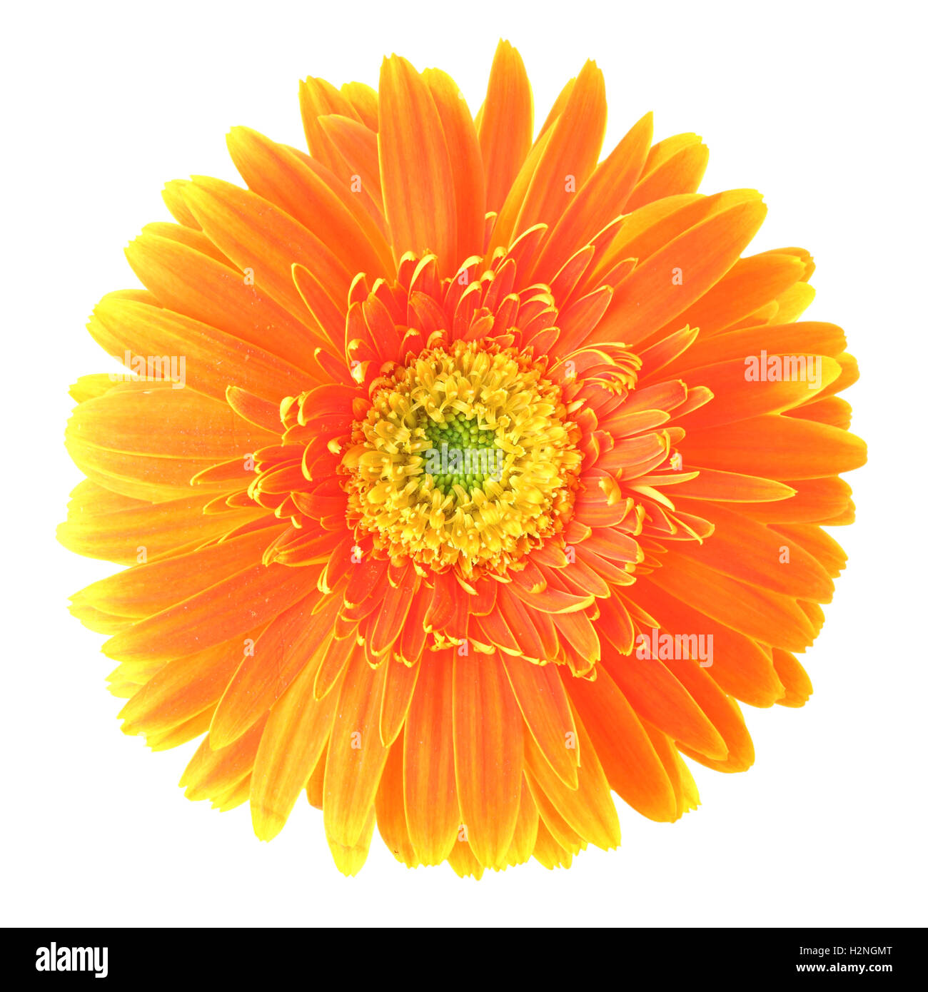 Pretty daisy Cut Out Stock Images & Pictures - Alamy