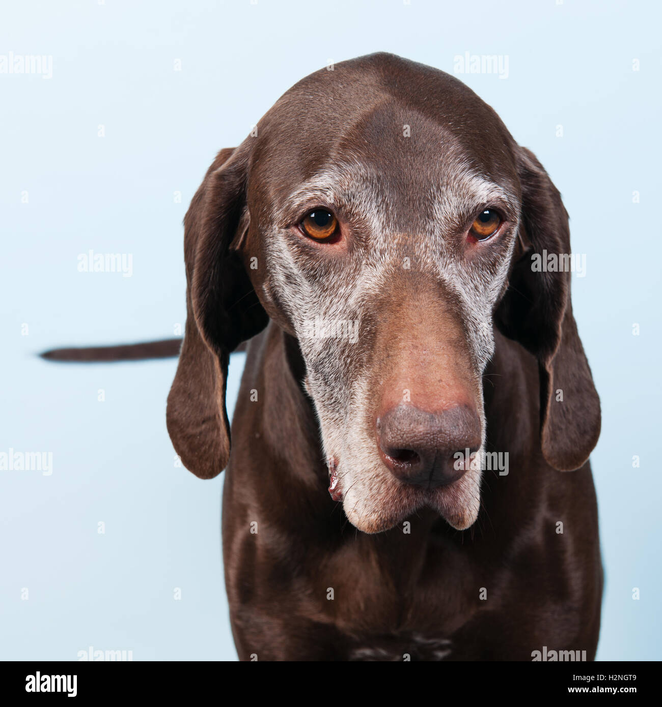 Portrait old dog Stock Photo - Alamy