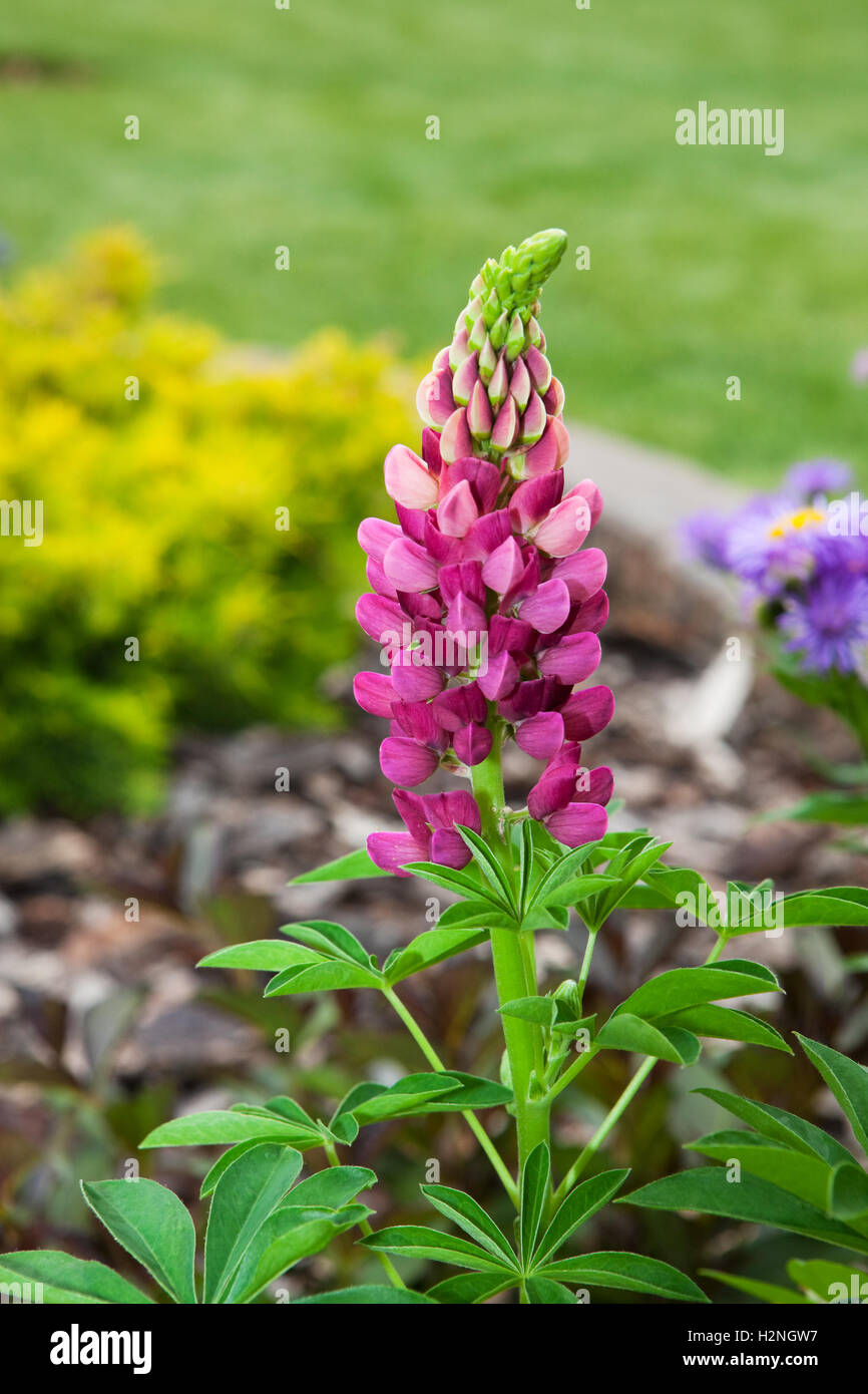 Red lupin plant hi-res stock photography and images - Alamy