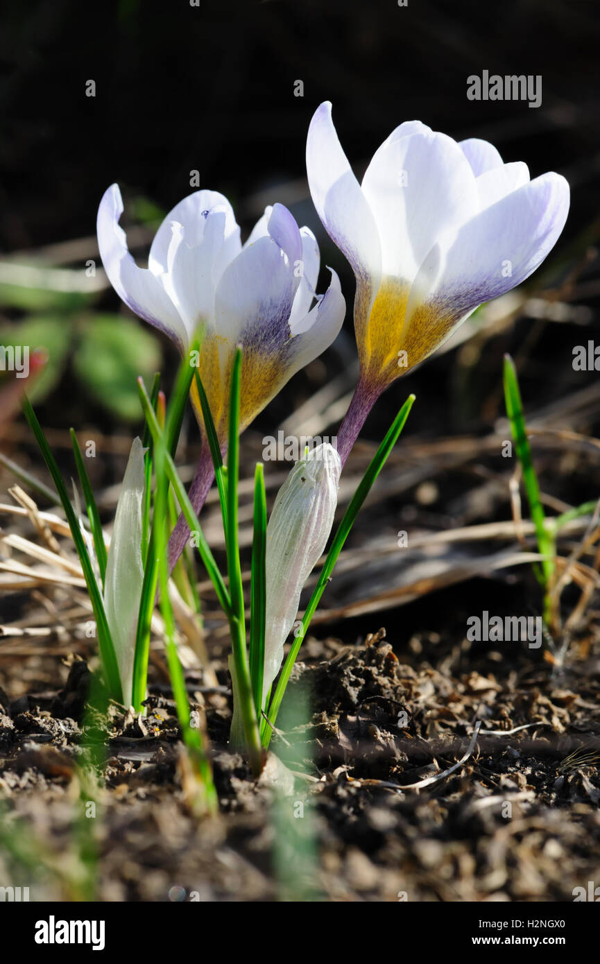 Crocuses hi-res stock photography and images - Alamy