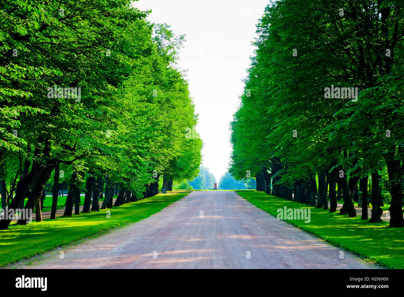 tall trees with lush foliage Stock Photo - Alamy