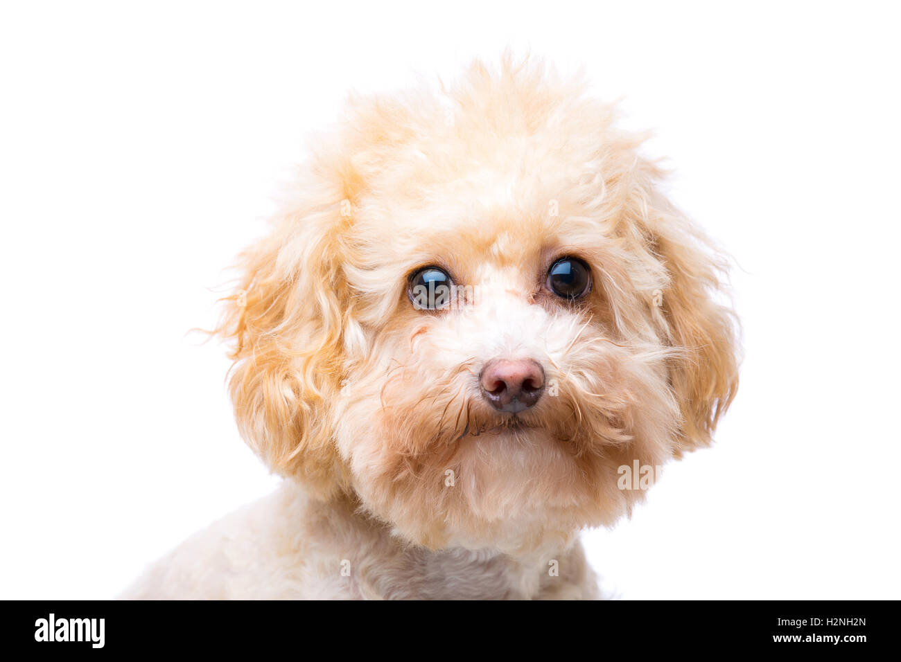 Brown poodle hi-res stock photography and images - Alamy