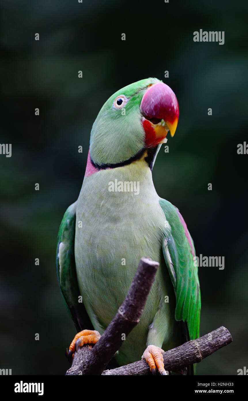 male Alexandrine Parakeet Stock Photo - Alamy