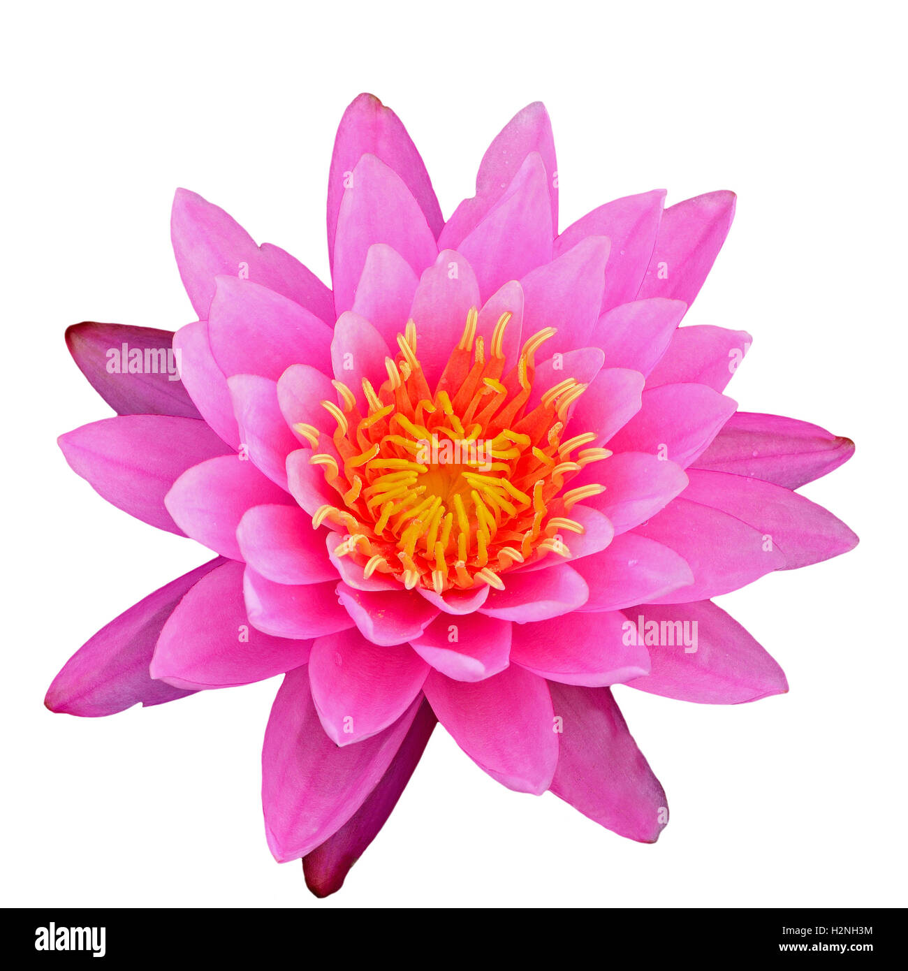 Aquatic water lilly Cut Out Stock Images & Pictures - Alamy