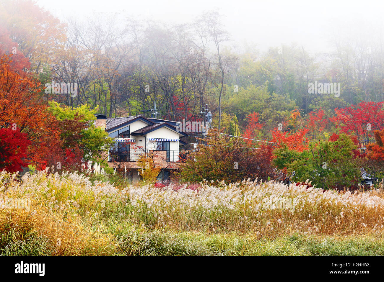 Wooden house in forest during autumn Stock Photo - Alamy