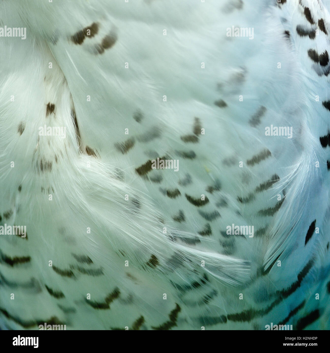 Snowy Owl feathers Stock Photo - Alamy