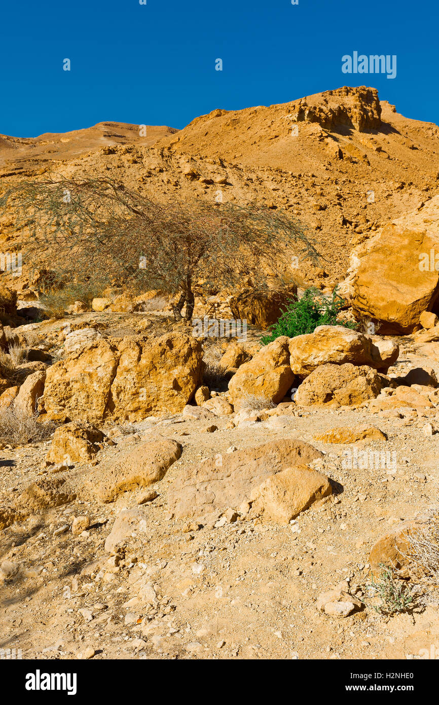 Tree in Desert Stock Photo - Alamy
