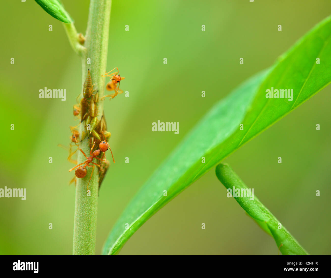 Red ants eating Stock Photo - Alamy