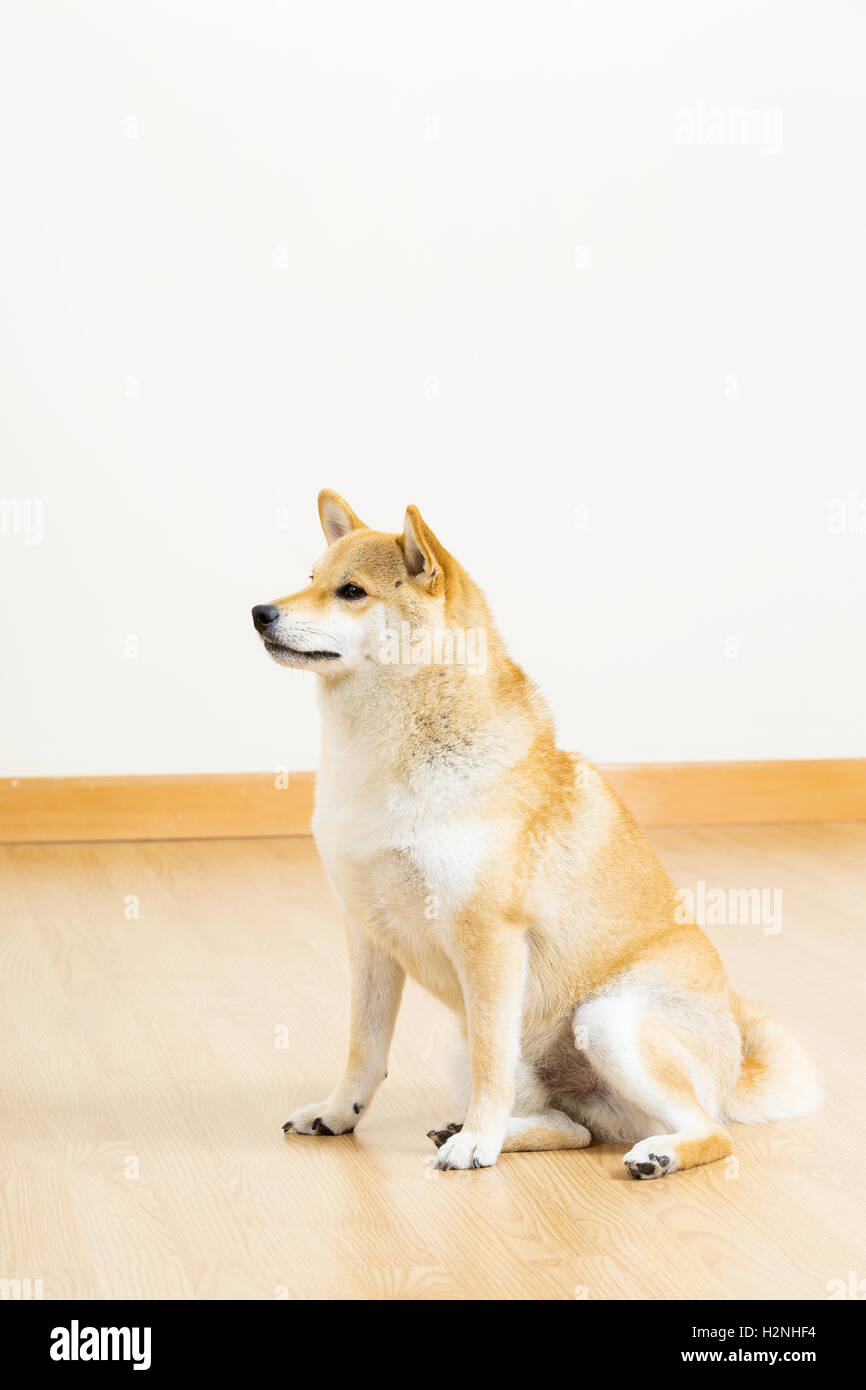 Brown shiba looking aside Stock Photo - Alamy