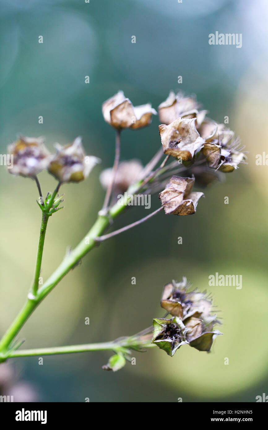 Plant for dry border hi-res stock photography and images - Alamy