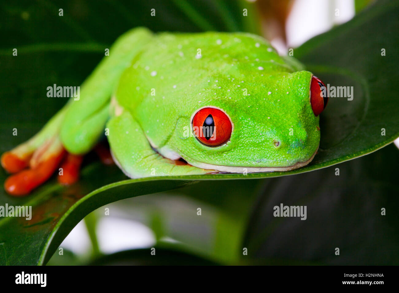 Toad foliage frog hi-res stock photography and images - Alamy