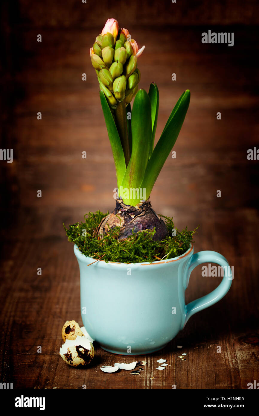 growing spring flower in a cup Stock Photo - Alamy