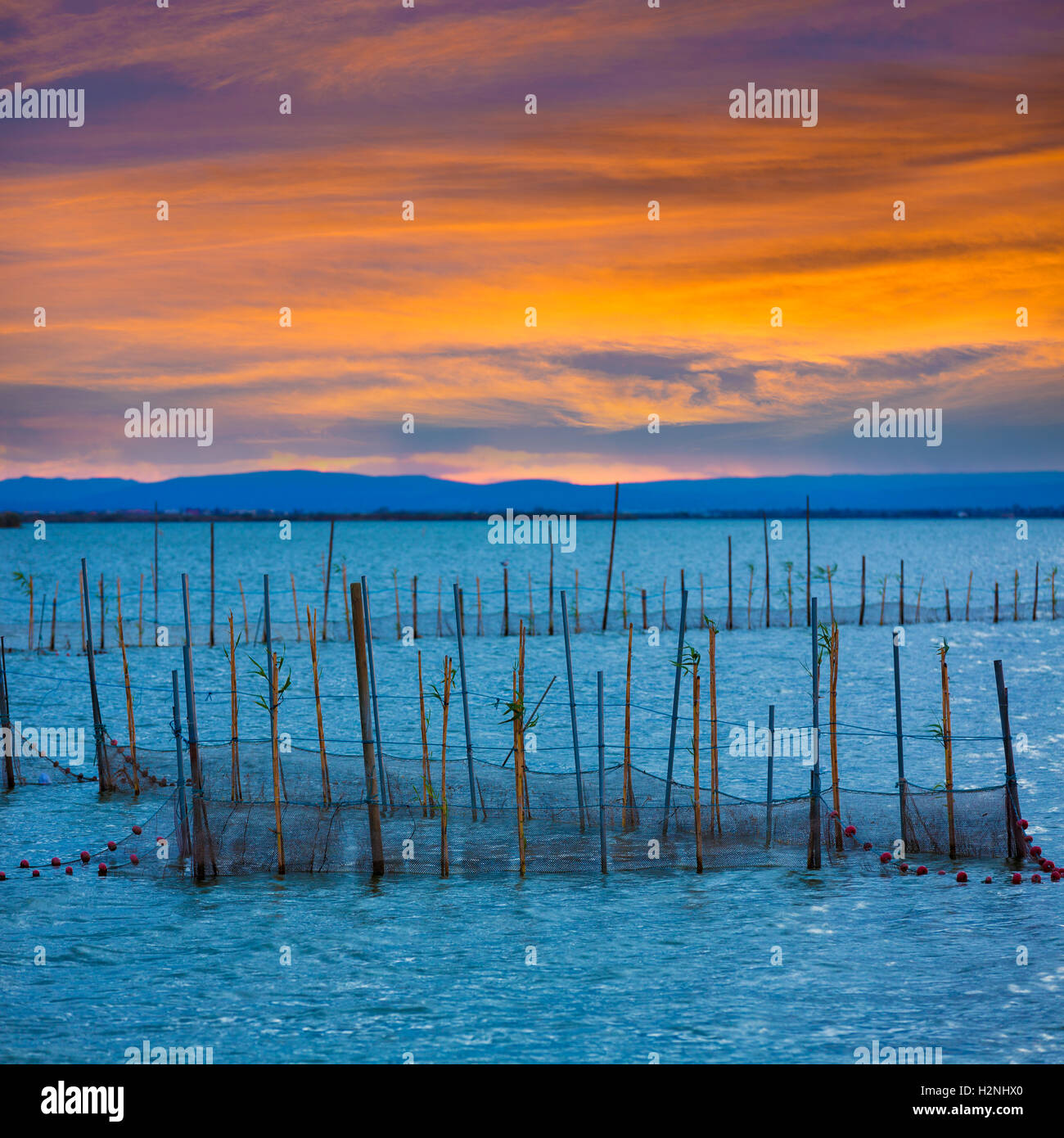 Albufera sunset lake park in Valencia el saler Spain Stock Photo - Alamy