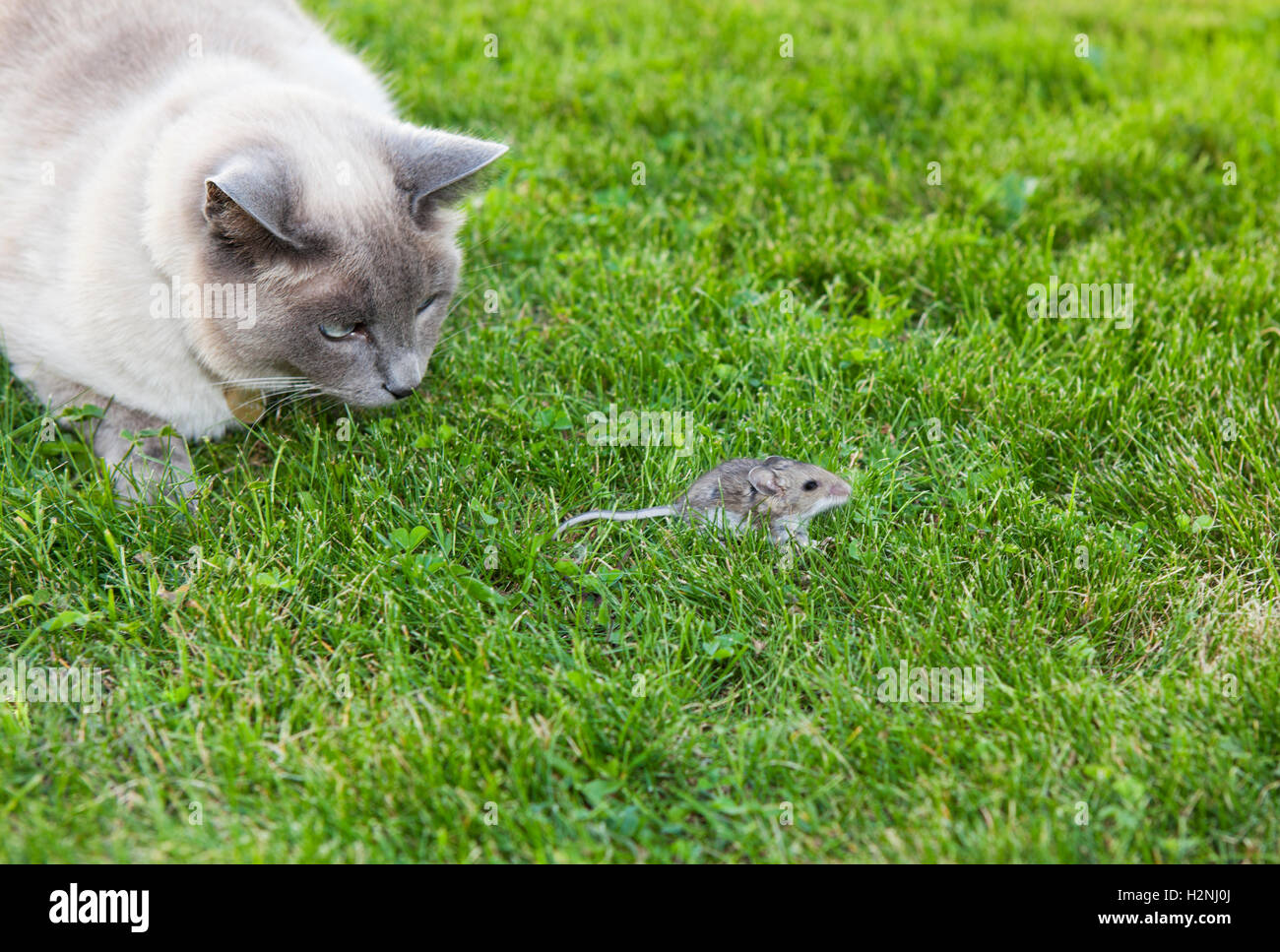 Cat and Mouse Stock Photo - Alamy