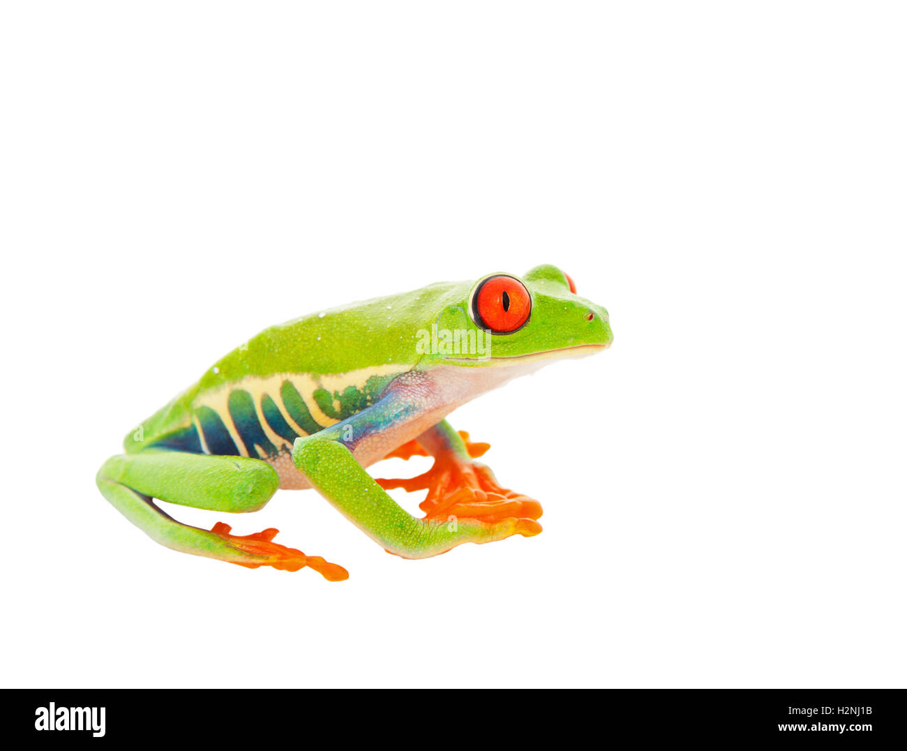 Red exotic frog Cut Out Stock Images & Pictures - Alamy