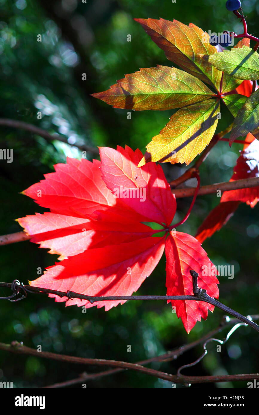 Golden leaf vine hi-res stock photography and images - Alamy