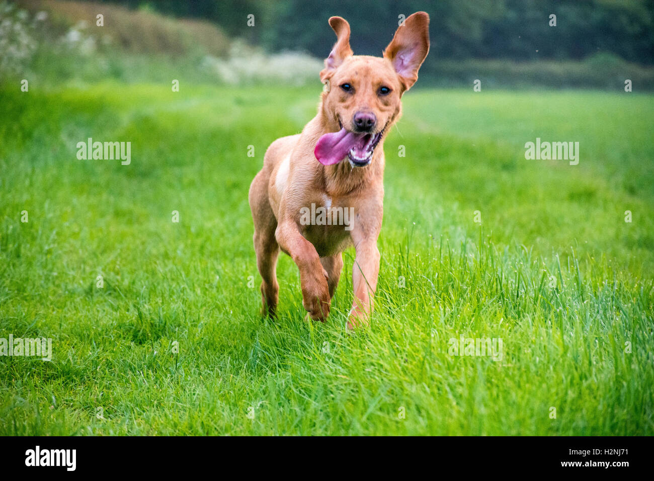 red fox labrador running through summer fields Stock Photo - Alamy
