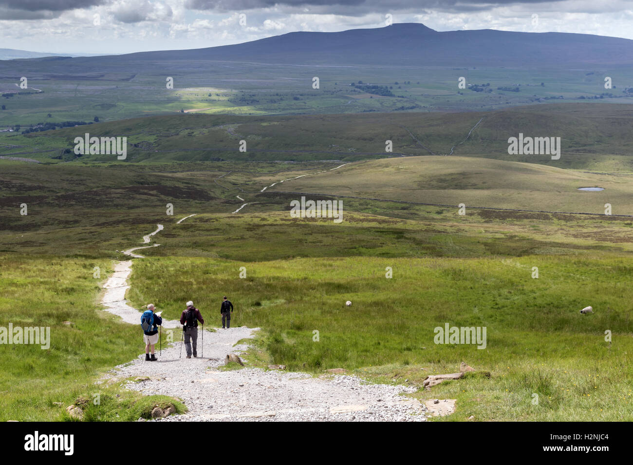 Walkers descend the Pennine Way path on Pen-y-ghent, with Ingleborough ...