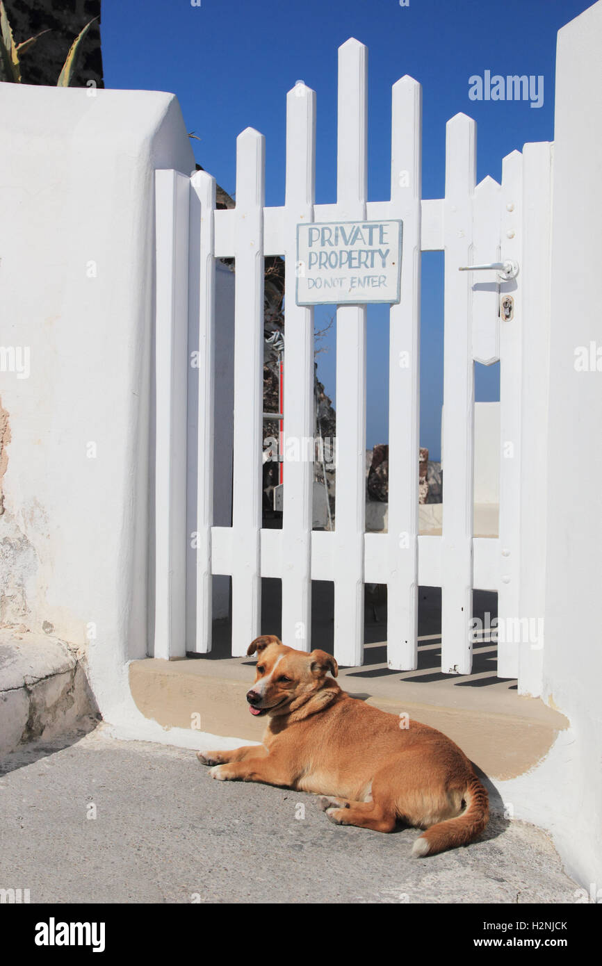 Greek dog guarding the house in Oia Santorini Stock Photo - Alamy