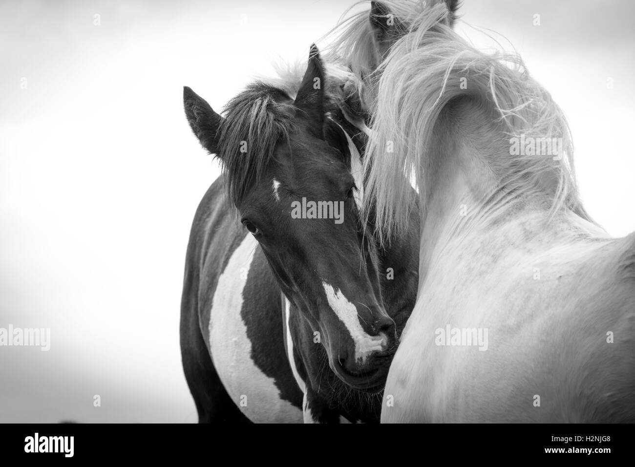 Two welsh pony horses hi-res stock photography and images - Alamy
