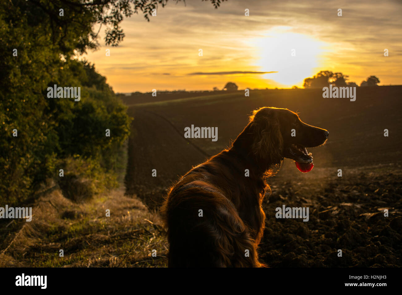 Sunrise with dog hi-res stock photography and images - Alamy