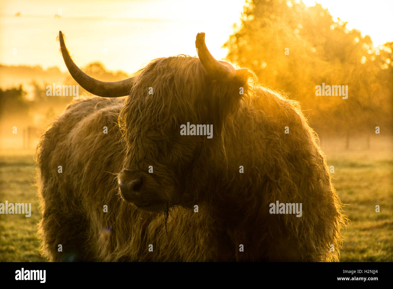 Sunrise farm animals hi-res stock photography and images - Alamy