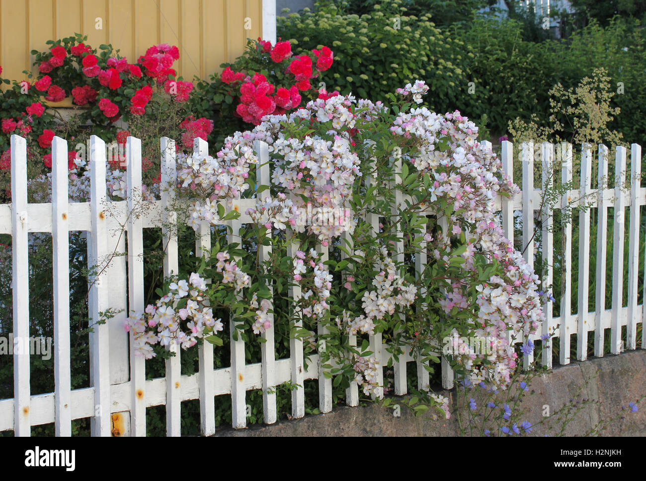 Old Picket Fence Flowers New Garden Benches Using Old Salvaged