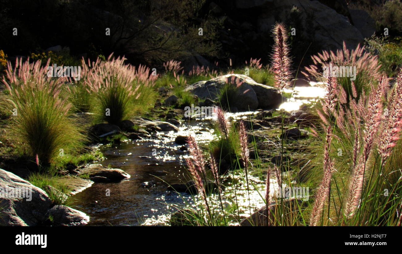 Desert stream in palm canyon with flowing water and fountain grass ...