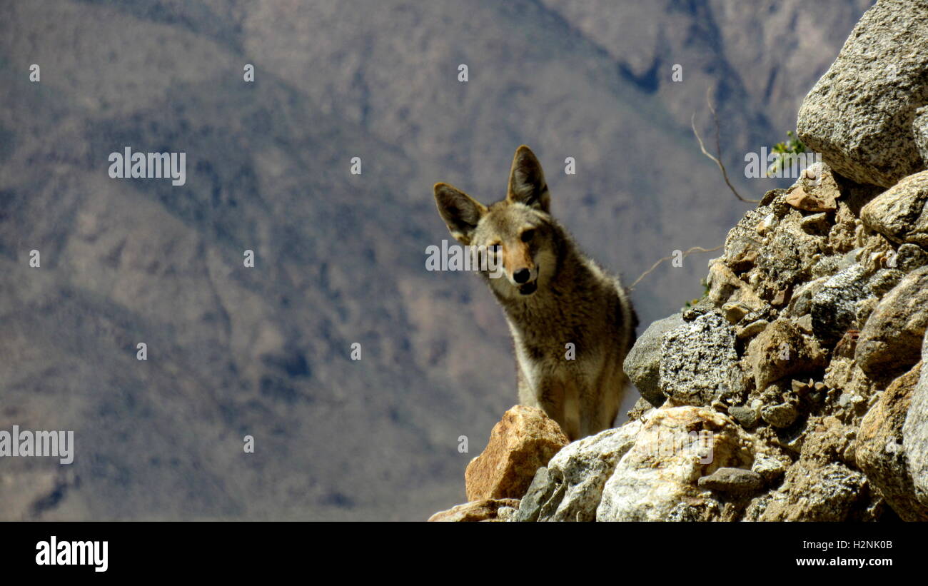 Coyote adult Canis in Sonoran Desert, California United States Canidae ...